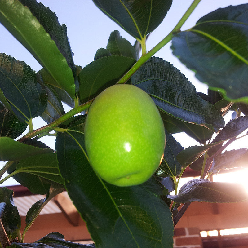 Indian Jujube Apple (Grafted) - Big Size Plants– Exotic Flora