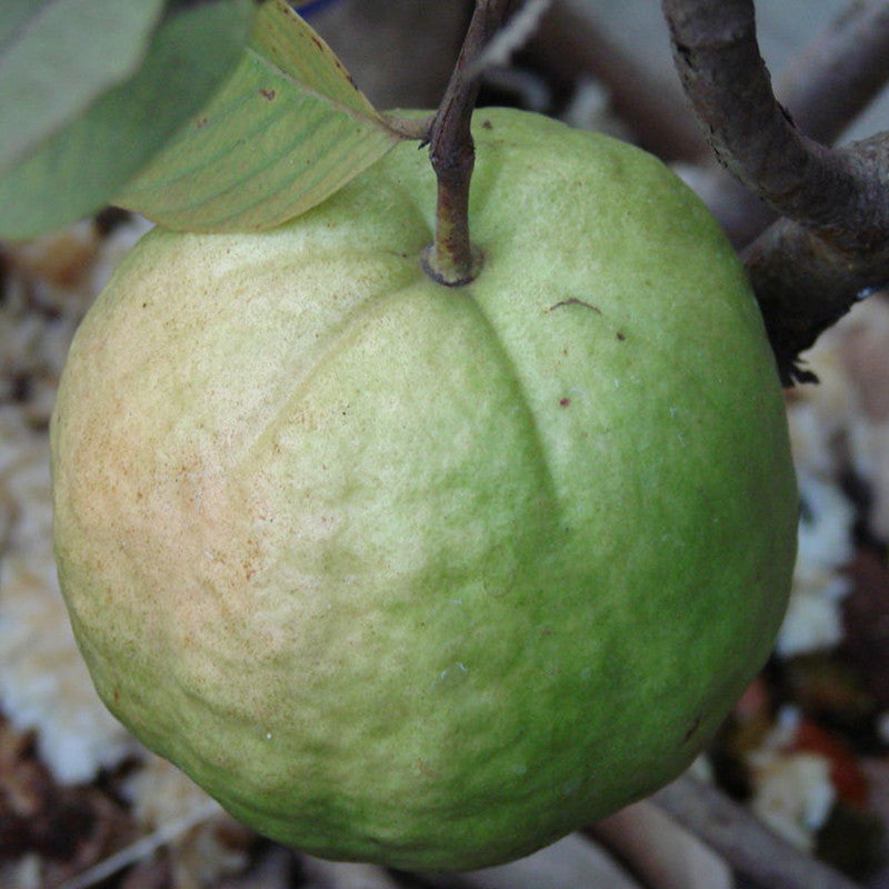 Guava Kg Guava - Fruit Plants & Tree– Exotic Flora
