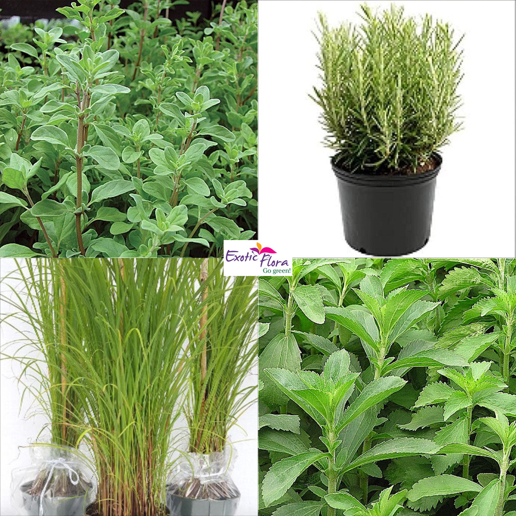 4 Best Herbs Plants Collection - Exotic Flora