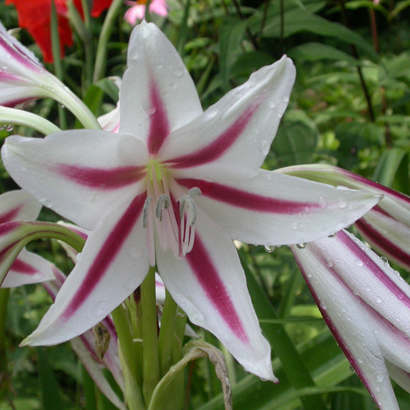 Milk And Wine Lily - Flowering Plants– Exotic Flora