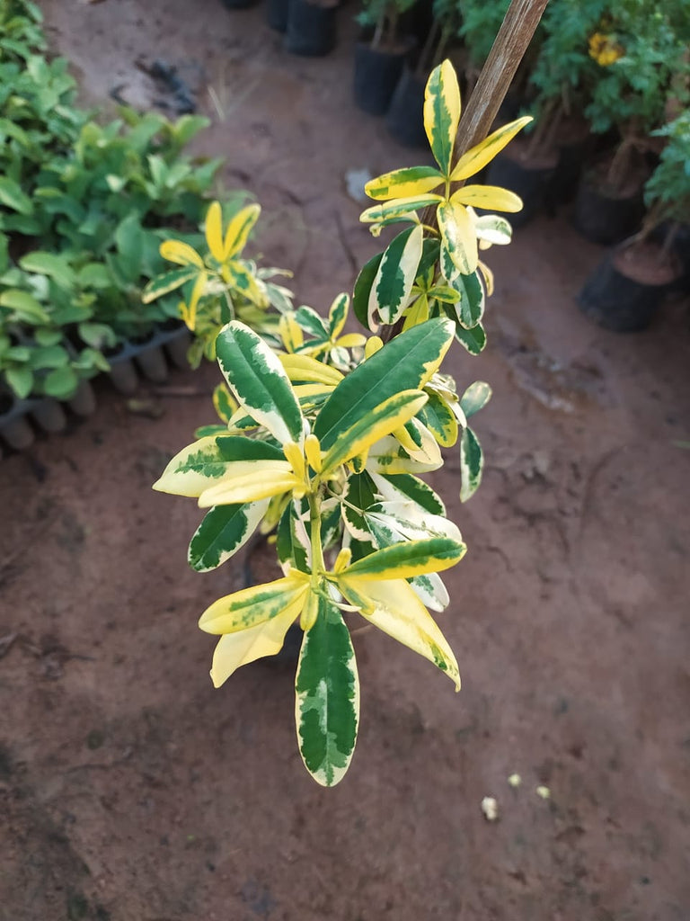 Ravenia spectabilis variegata - Flowering Plants– Exotic Flora
