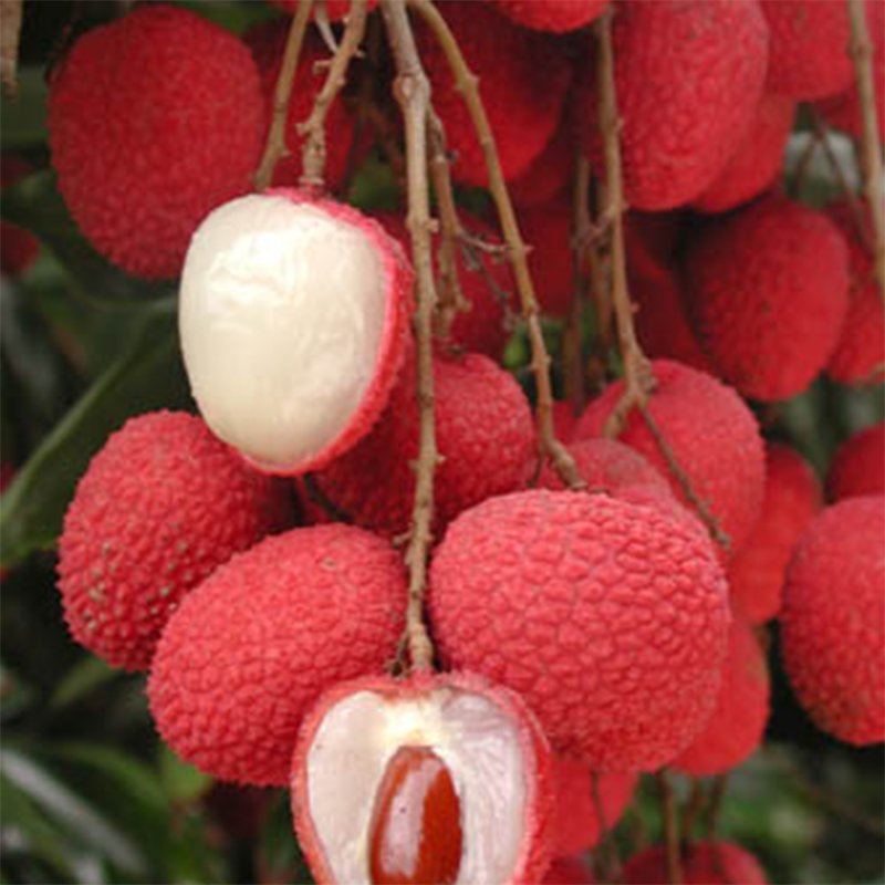 Litchi/Lychee - Big Size Plants– Exotic Flora