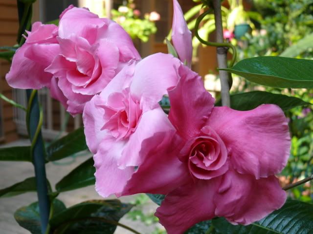 Mandevilla Pink Double - Creepers & Climbers– Exotic Flora