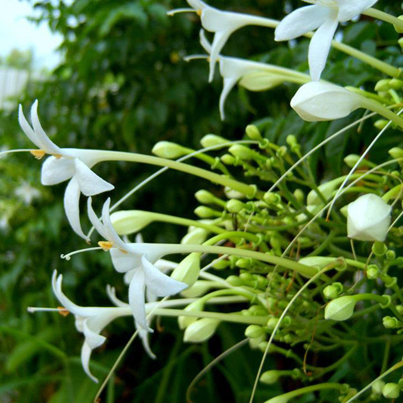 Millingtonia hortensis / Indian Cork Tree - Avenue trees– Exotic Flora