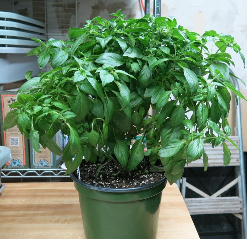 Mint Tulasi - Annual Herbs– Exotic Flora