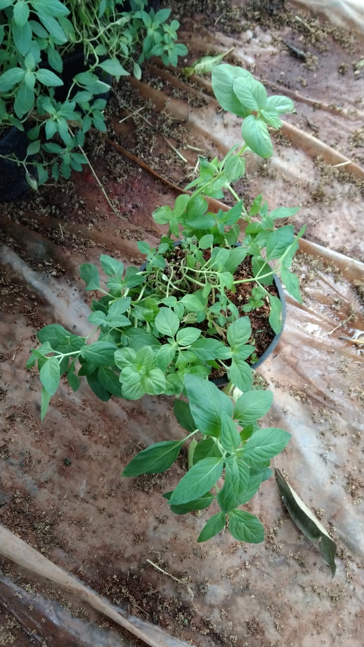 Mint Tulasi - Annual Herbs– Exotic Flora