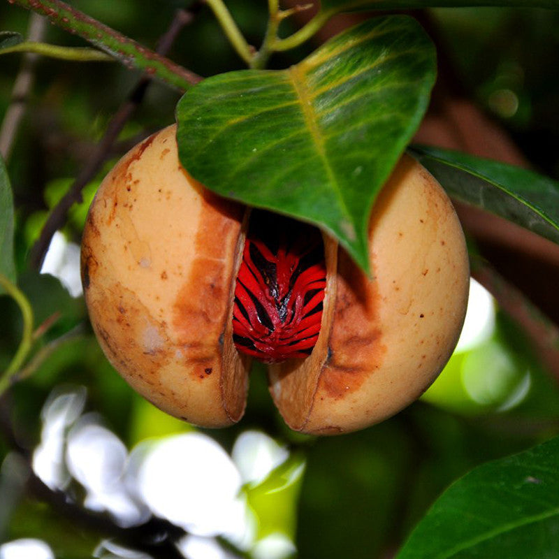 Jayaphal and Jatiphal -KITCHEN/Spices - PLANTS– Exotic Flora