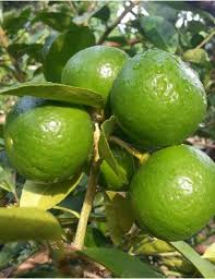 Sweet Narinja /Vadlapudi Narinja (Grafted)– Exotic Flora