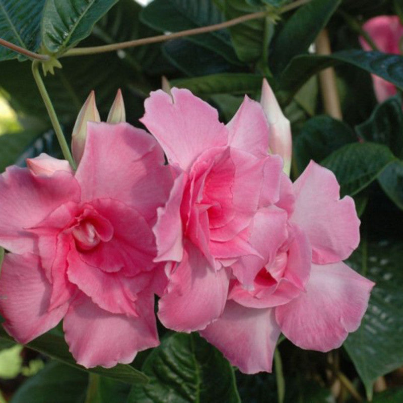 Mandevilla Pink Double - Creepers & Climbers– Exotic Flora