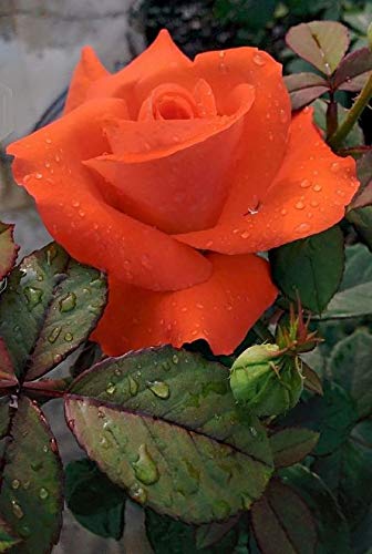 Orange Rose - Flowering Plants– Exotic Flora