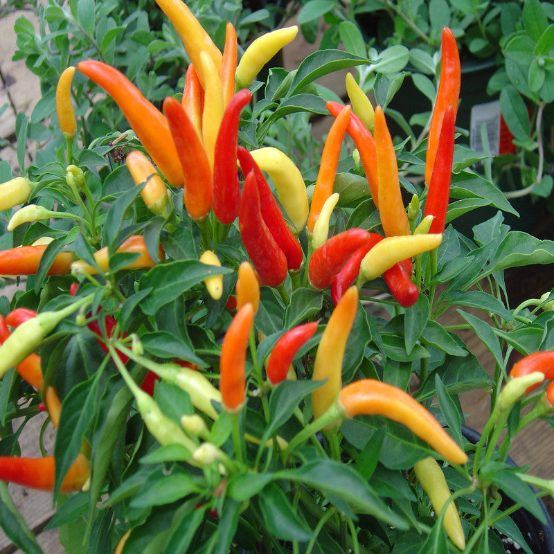Ornamental chilli/Pepper-Vegetable Seeds– Exotic Flora