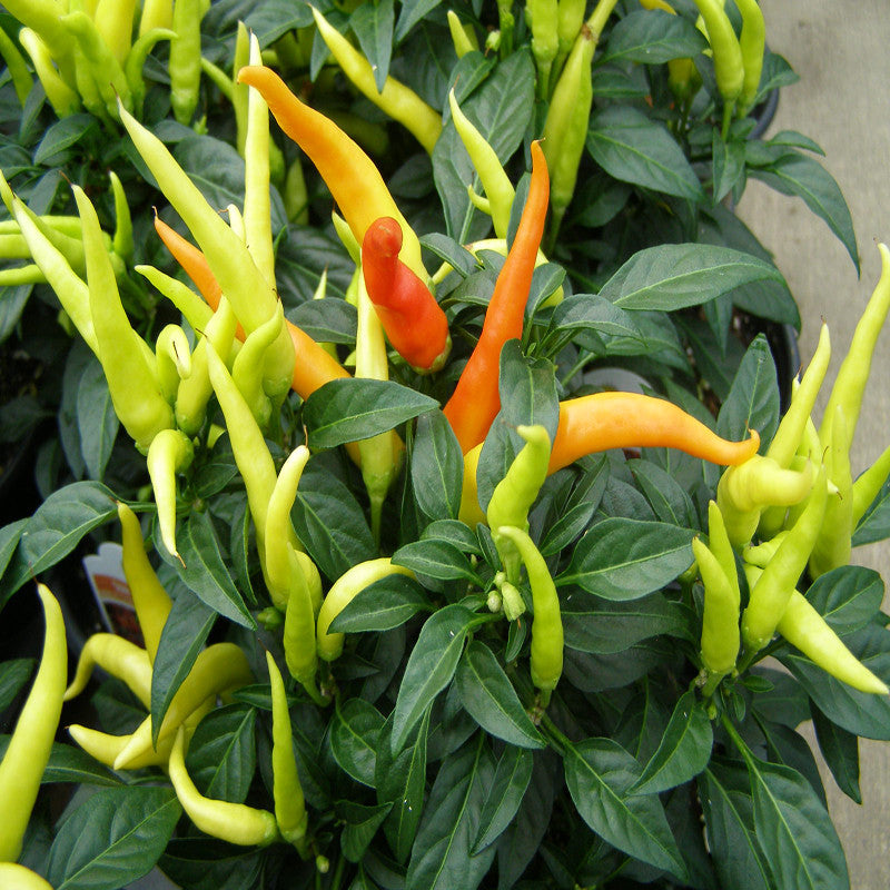 Ornamental chilli/Pepper-Vegetable Seeds– Exotic Flora