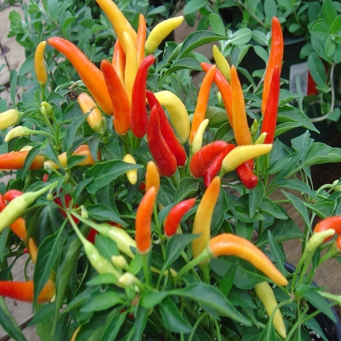 Ornamental chilli/Pepper-Vegetable Seeds– Exotic Flora