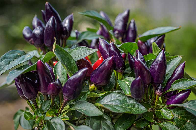 Ornamental chilli Purple - Ornamental plant– Exotic Flora