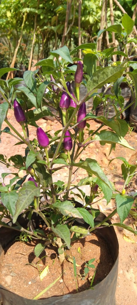 Ornamental chilli Purple - Ornamental plant– Exotic Flora