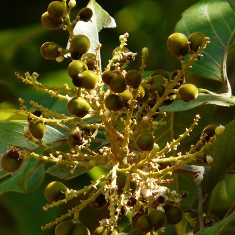 Soapnut / Ritha / Sapindus - Avenue Trees– Exotic Flora