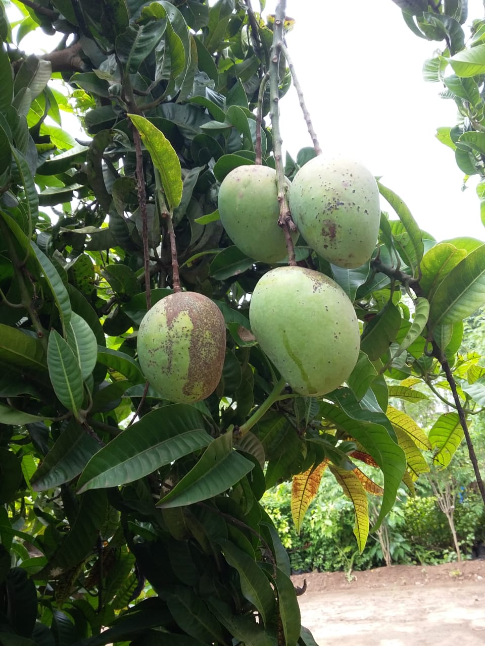 Pandirimamidi Mango (Grafted) - South Indian Mango– Exotic Flora