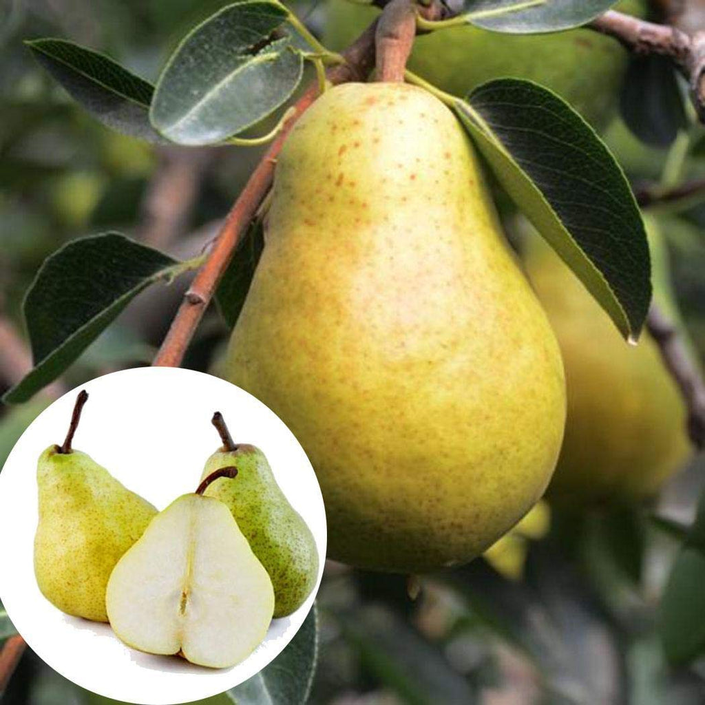 Buy Babugosha Fruit Online | Indian Pear Online | Fruit Plants & Trees ...