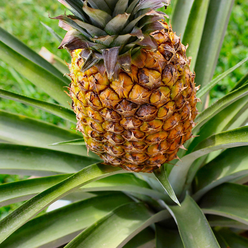 Pine Apple - Fruit Plants & Tree– Exotic Flora
