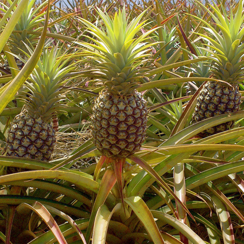 Pine Apple - Fruit Plants & Tree– Exotic Flora