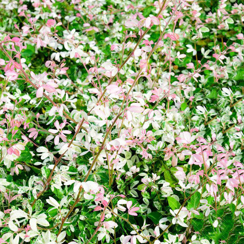Pithecellobium Dulce Varigata/Madras Thorn Variegated - Bonsai– Exotic ...