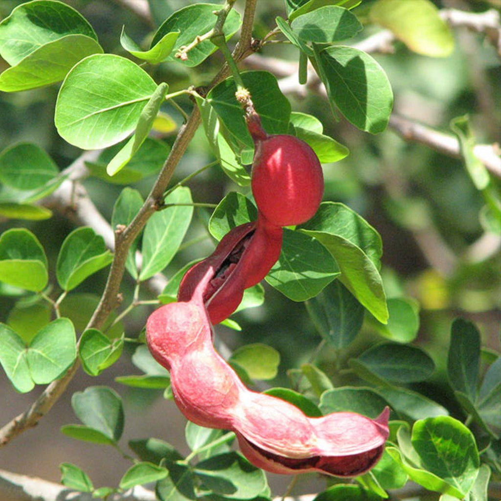 Pithecellobium dulce/Manila tamarind - Fruit Plants & Tree– Exotic Flora