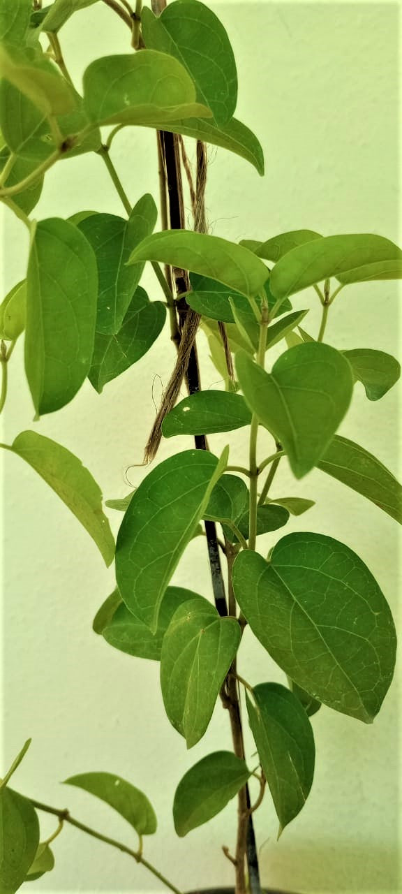 Podapatri / Gymnema sylvestre / Madhunashini - Medicinal Plant– Exotic ...