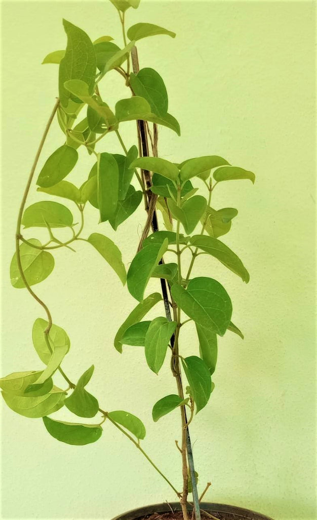 Podapatri / Gymnema sylvestre / Madhunashini - Medicinal Plant– Exotic ...