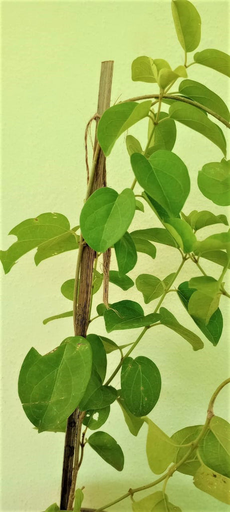 Podapatri / Gymnema sylvestre / Madhunashini - Medicinal Plant– Exotic ...