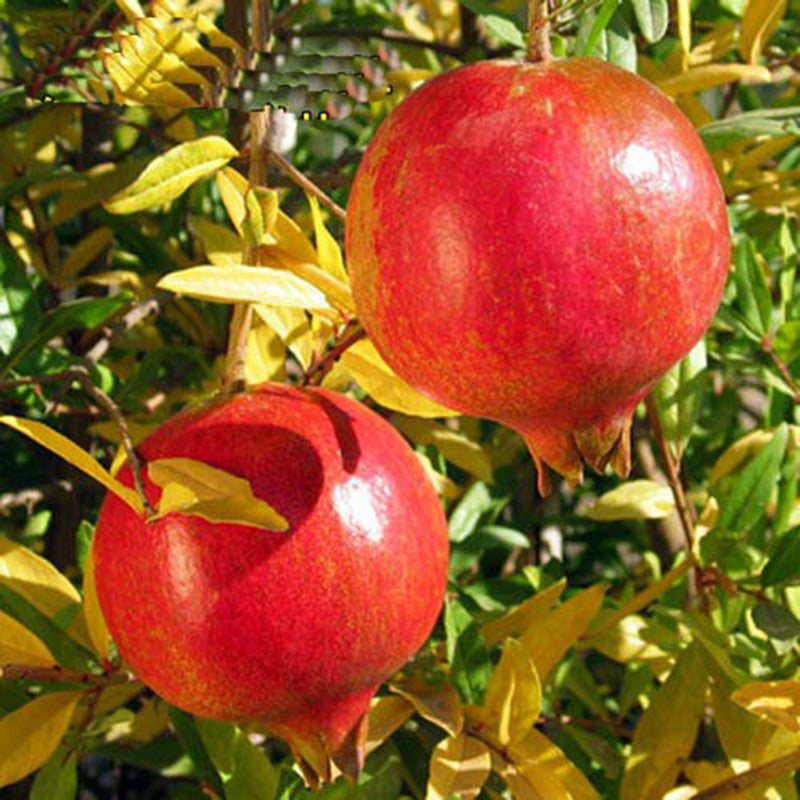 Pomegranate Pomo Madhuri - Big Size Plants– Exotic Flora