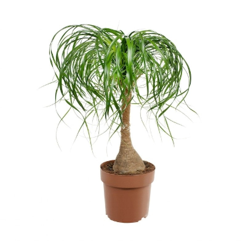 Ponytail Palm/Elephant foot Palm - Palms – Exotic Flora