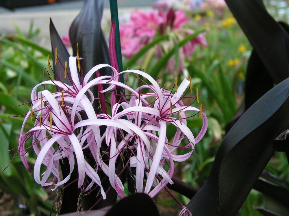 Crinum Lily Purple - Flowering Plants– Exotic Flora