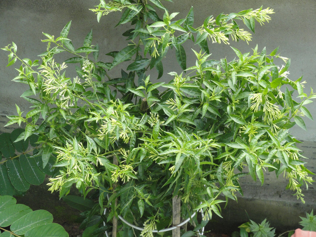 Cestrum nocturnum/Raat Ki Rani - Flowering Plants– Exotic Flora
