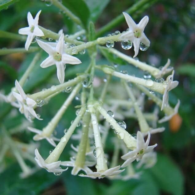 Cestrum nocturnum/Raat Ki Rani - Flowering Plants– Exotic Flora