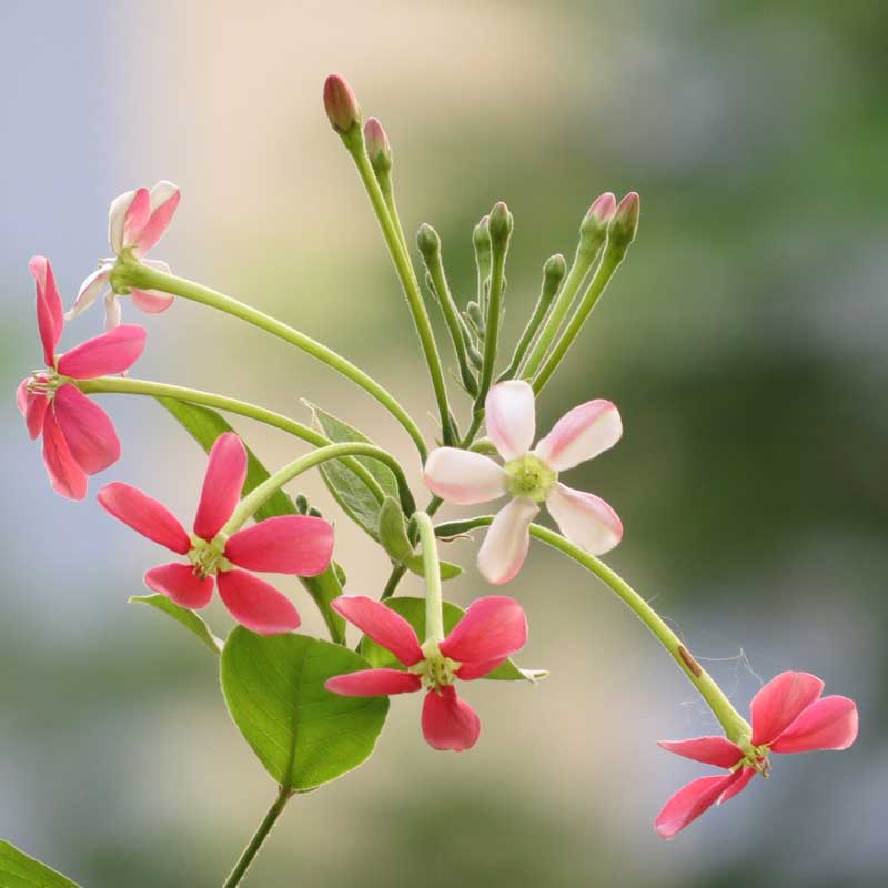 Rangoon Creeper Hybrid - Creepers & Climbers– Exotic Flora