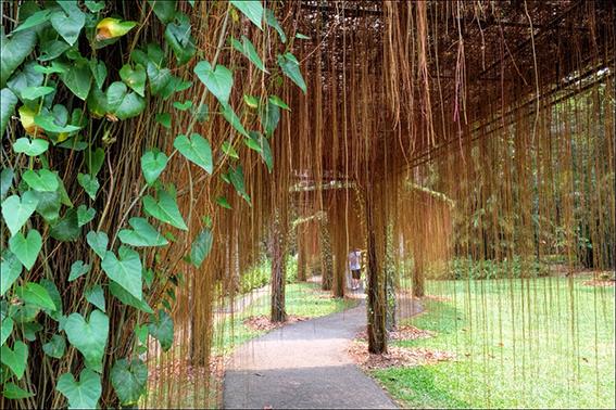 Cissus nodosa/Princess vine - Creepers & Climbers– Exotic Flora