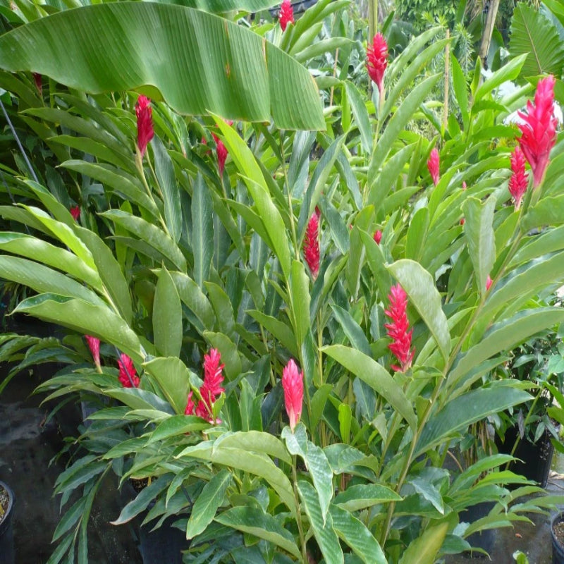 Red Ginger/Alpinia Purpurata-Flowering Plants– Exotic Flora