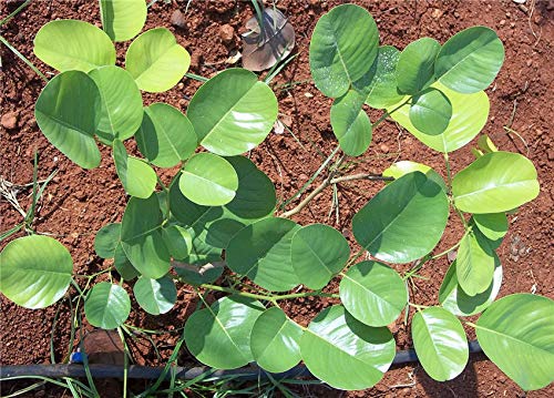 Red Sanders/Red Sandalwood - Avenue Trees– Exotic Flora