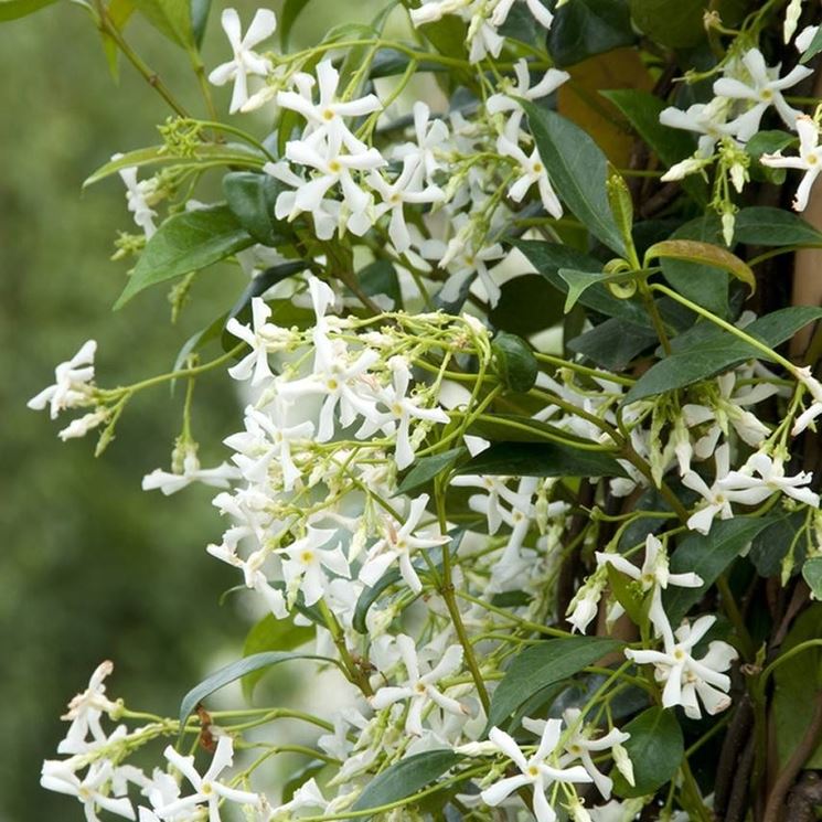 Trachelospermum jasminoides - Creepers & Climber– Exotic Flora