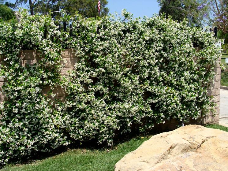 Trachelospermum jasminoides - Creepers & Climber– Exotic Flora