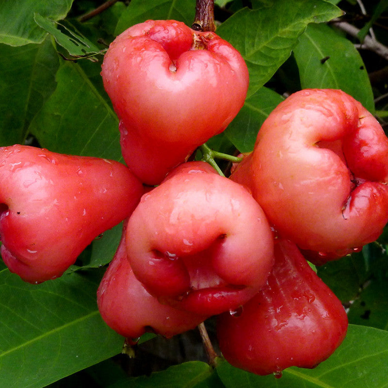 Buy Water Apple Fruit & Tree Online | Fruit Plants & Trees - Exotic Flora