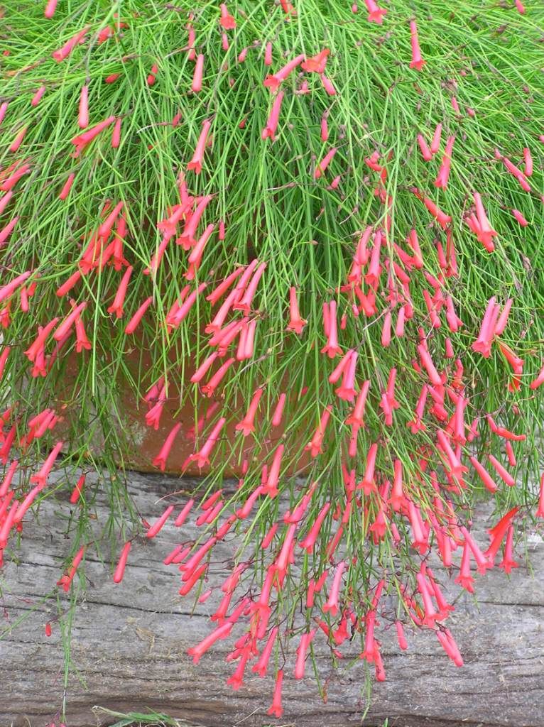 Russelia equisetiformis Red - Ornamental Flowering Plants– Exotic Flora