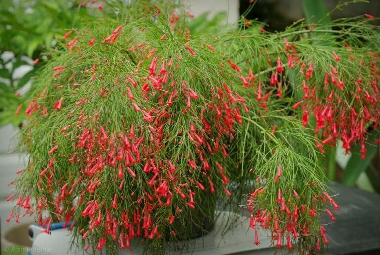 Russelia equisetiformis Red - Ornamental Flowering Plants– Exotic Flora