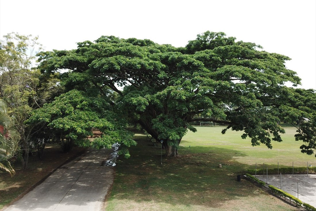 Rain tree / Samania saman / Albizzia saman / Siris Tree - Avenue Trees ...