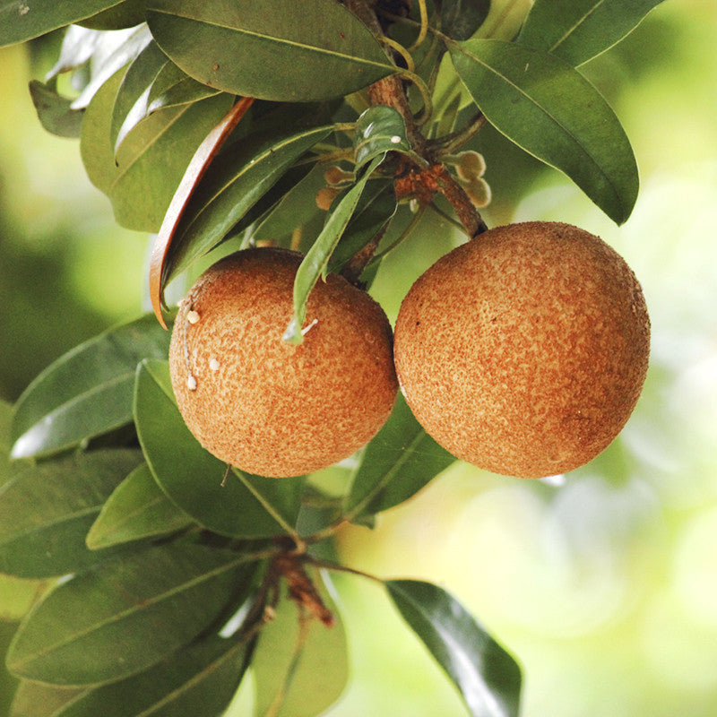 Sapota Kalapatti (Grafted)- Big Size Plants– Exotic Flora