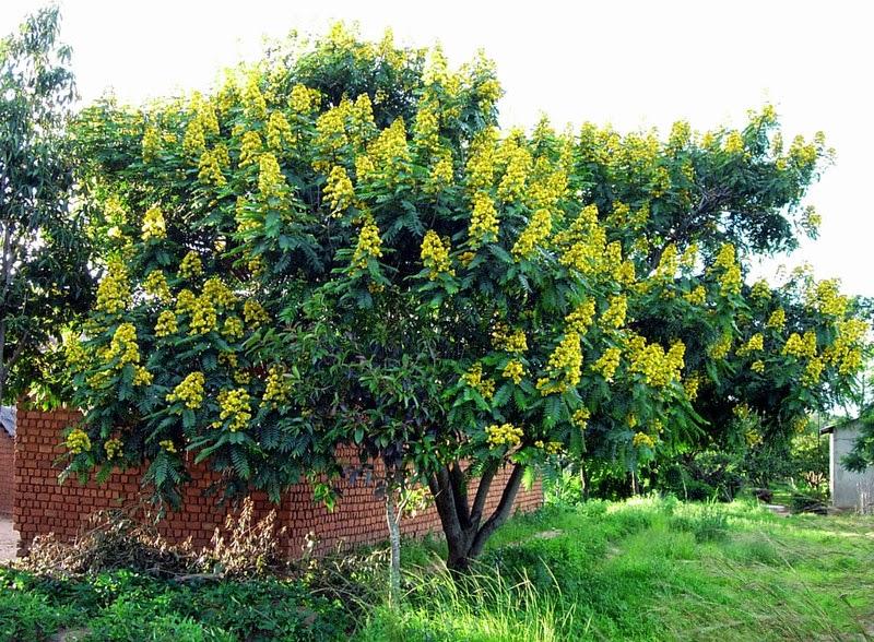 Senna siamea / Kassod tree - Avenue Trees– Exotic Flora