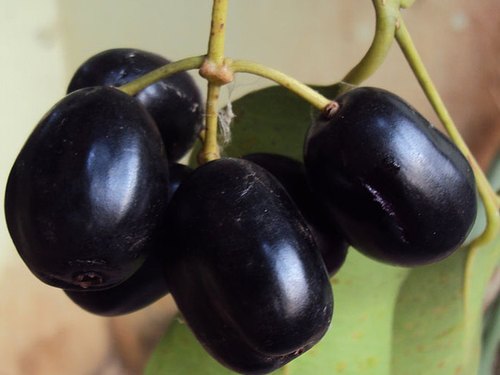 Sir Cotton Kala Jamun(Grafted) - Fruit Plants– Exotic Flora
