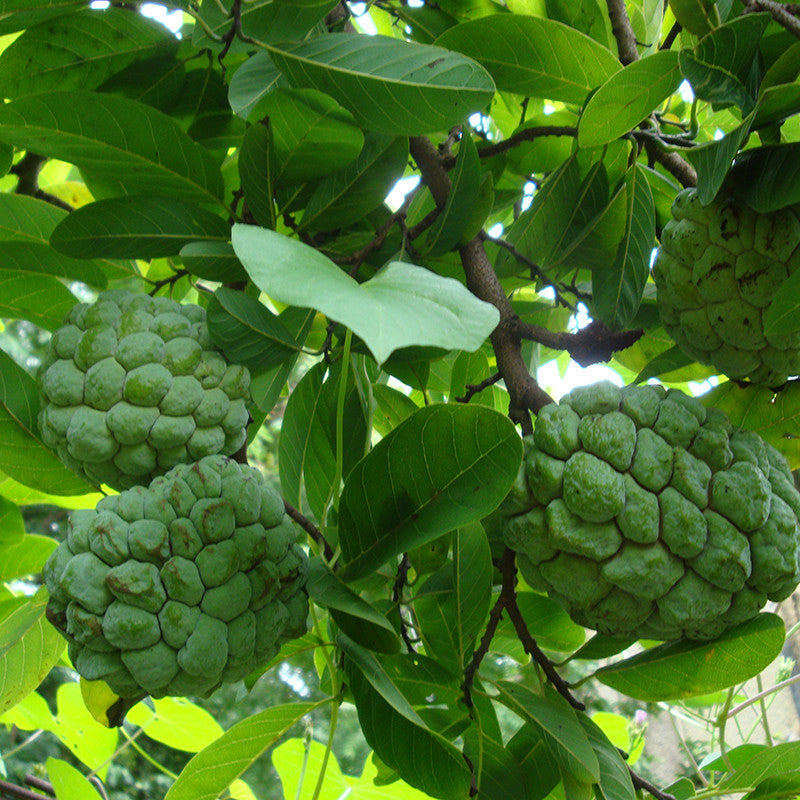 Custard Apple Balanagar - Big Size Plants– Exotic Flora