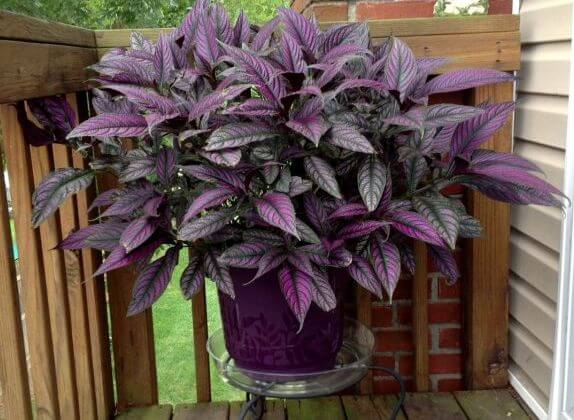 Strobilanthes dyeriana - Ornamental Plants– Exotic Flora