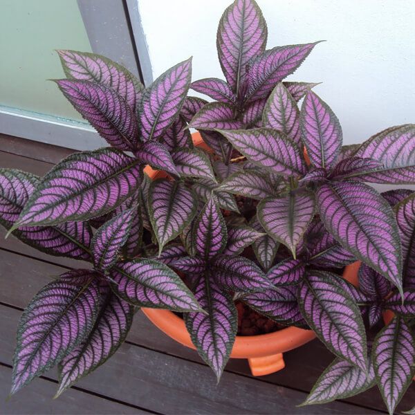 Strobilanthes dyeriana - Ornamental Plants– Exotic Flora